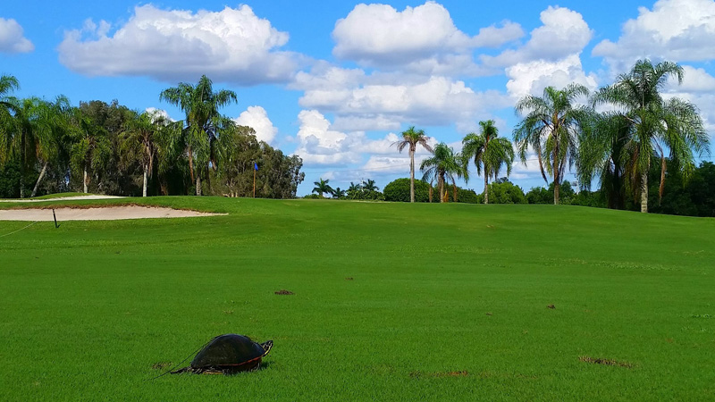 Photo Gallery - Bonaventure Golf Club